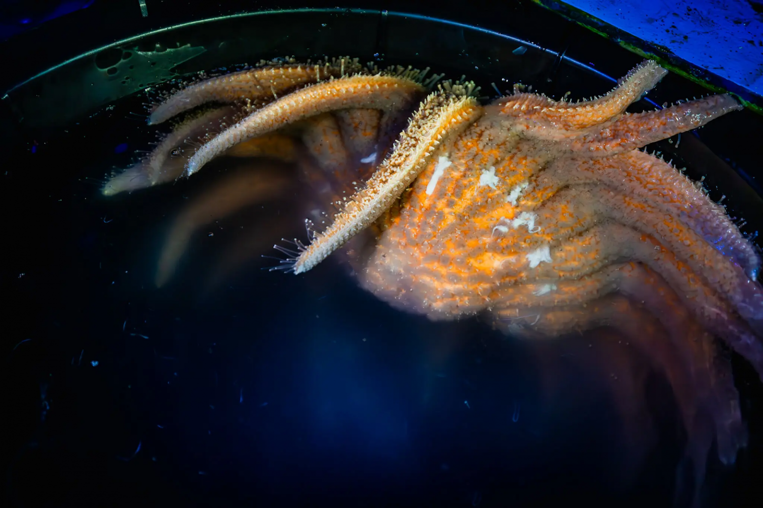 The Fight To Save The Sunflower Sea Star From Extinction